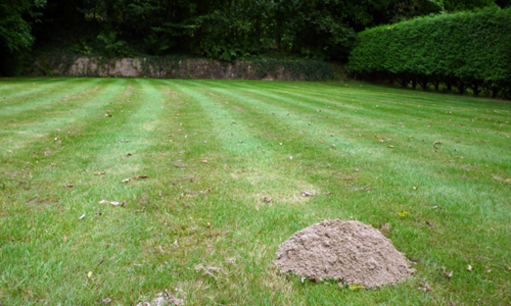 Wasp Nest Removal RSPH Qualified Current DBS Adv Safeguarding wasp-nest-removal-rsph-qualified-current-dbs-adv-safeguarding